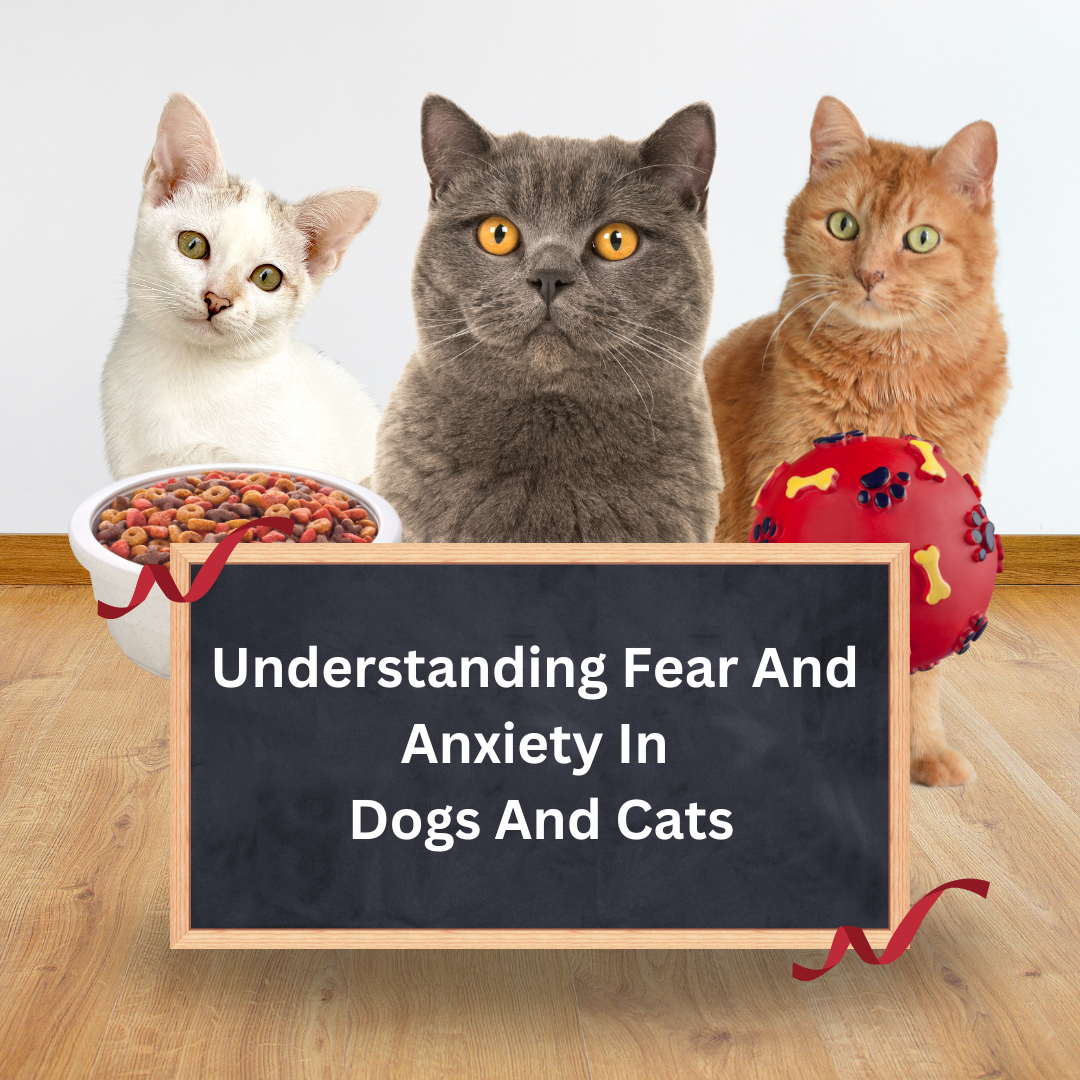 Understanding Fear And Anxiety In Dogs And Cats