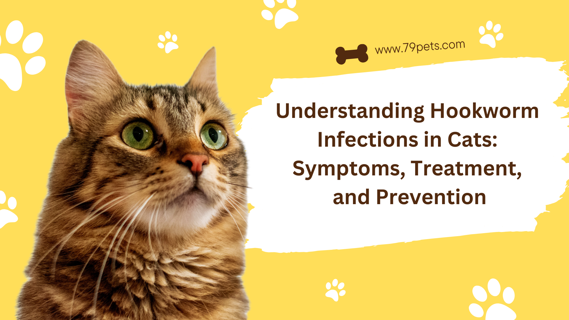 Understanding Hookworm Infections in Cats: Symptoms, Treatment, and Pr