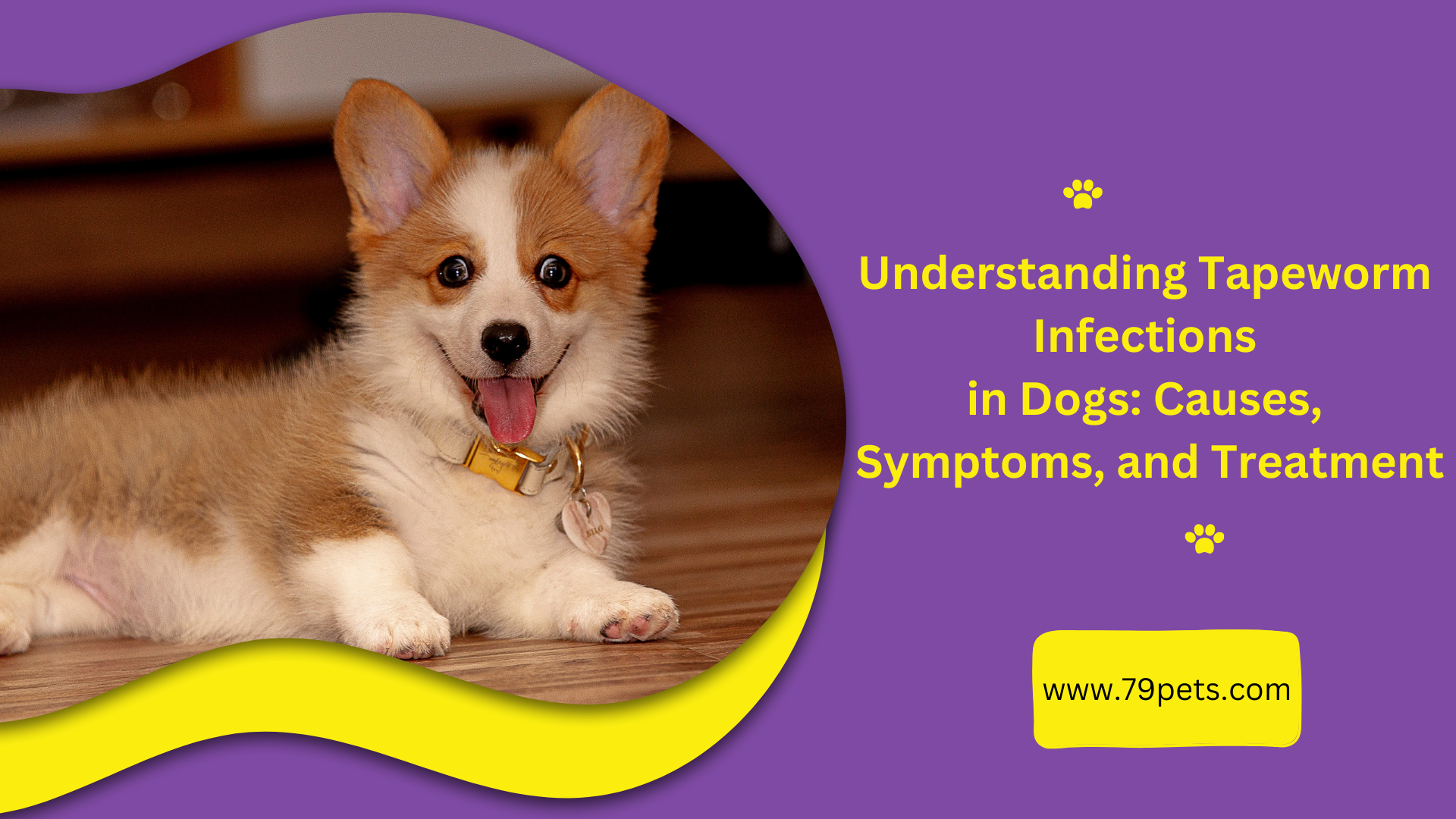 Understanding Tapeworm Infections in Dogs: Causes, Symptoms, and Treat