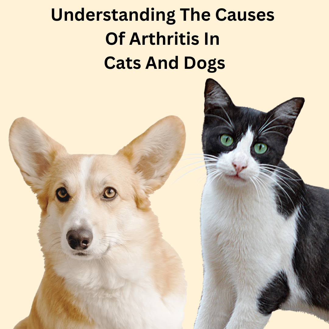 Understanding The Causes Of Arthritis In Cats And Dogs