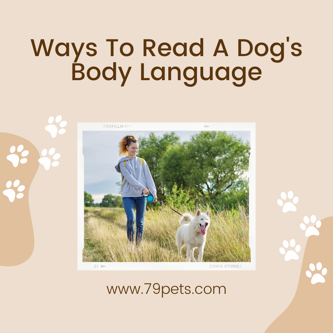 Ways To Read A Dog's Body Language
