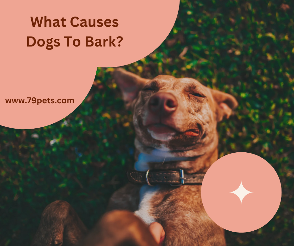 What Causes Dogs To Bark?