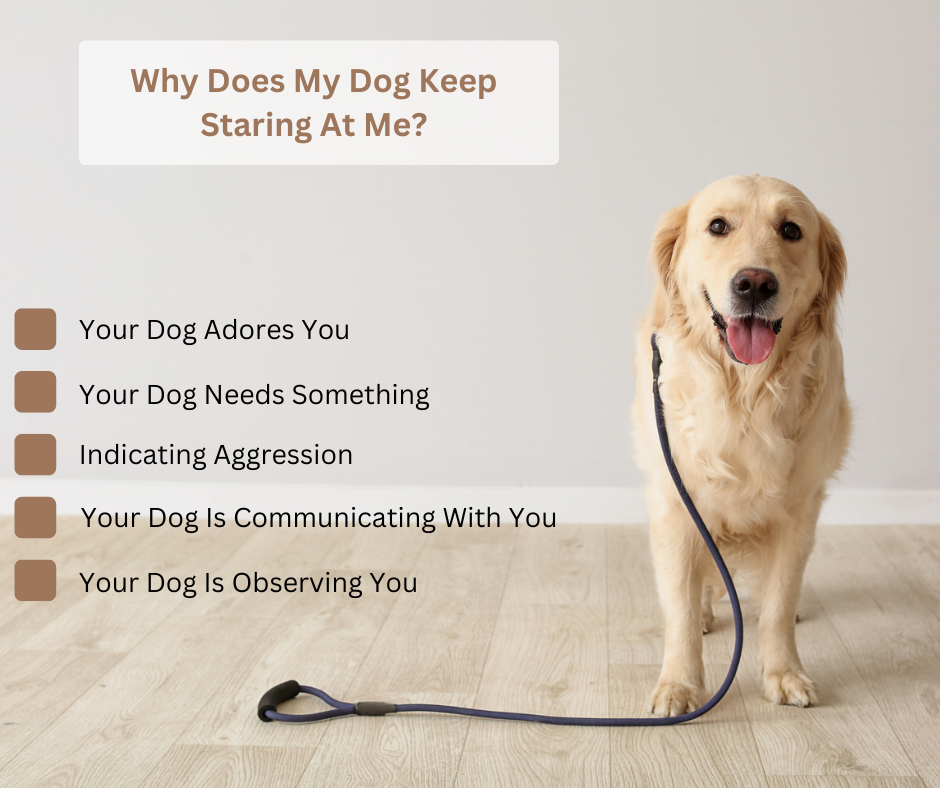 Why Does My Dog Keep Staring At Me?