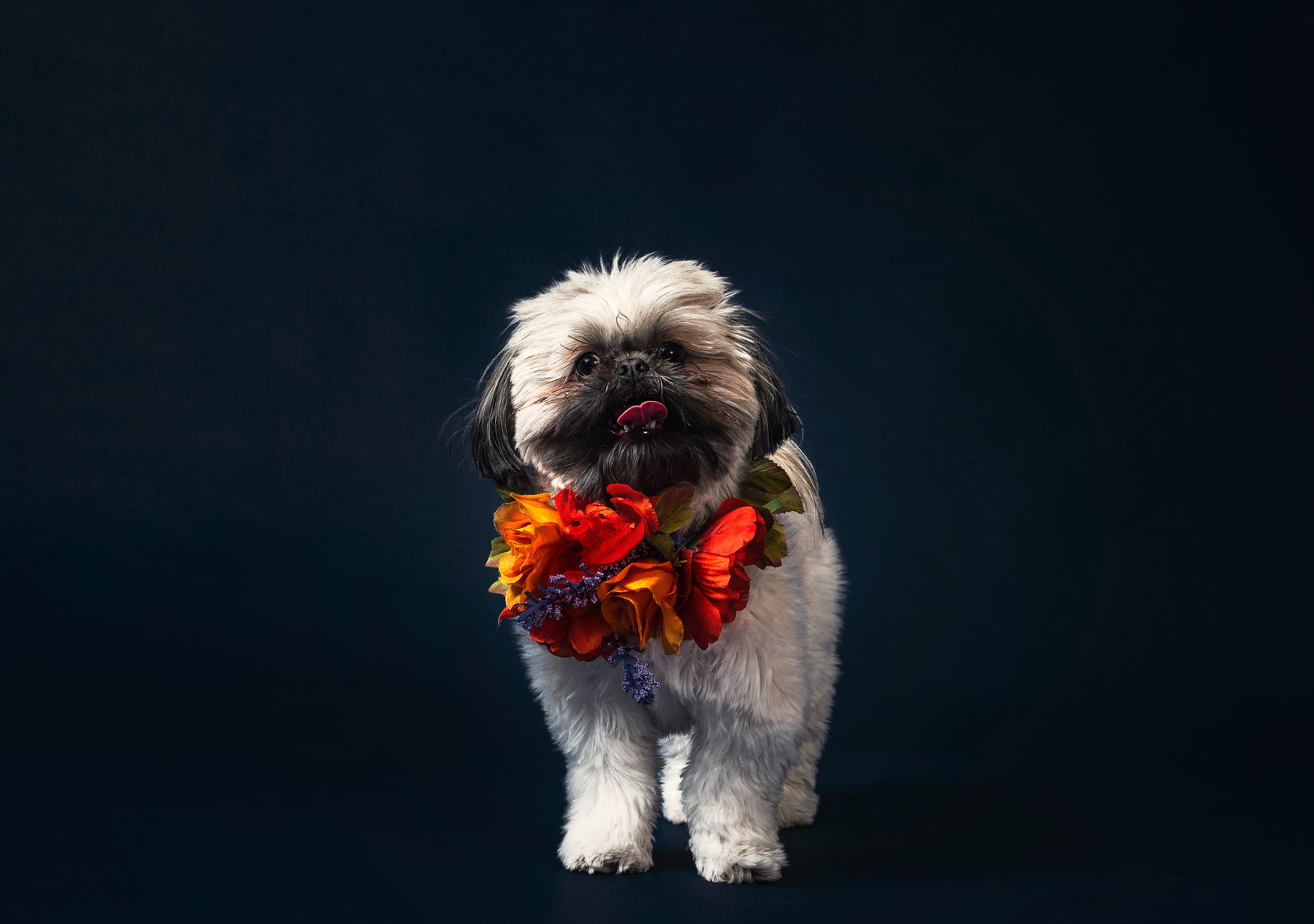 Understanding Dog Growls: What Different Types of Growling Really Mean